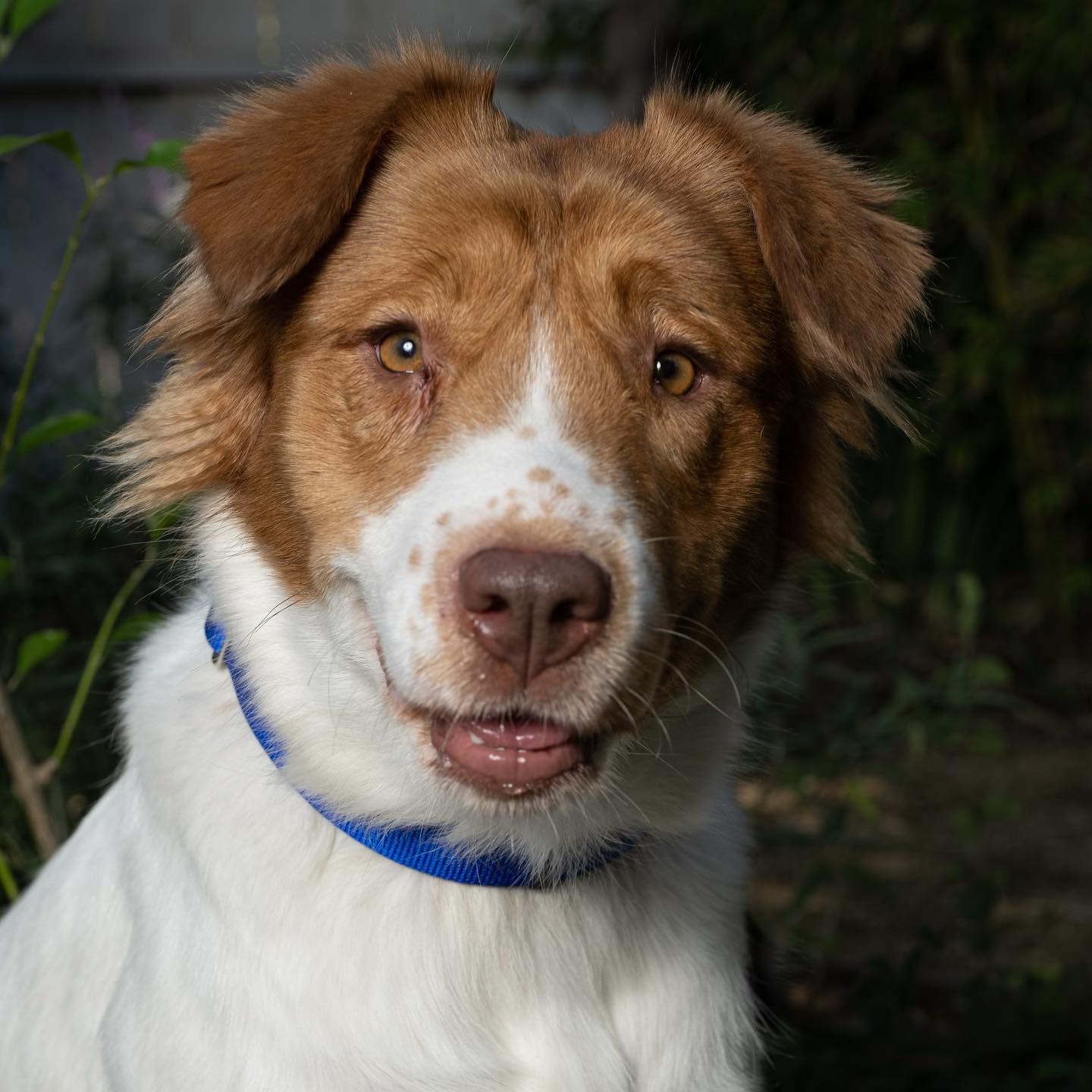 Recovery Room Dogs – Big Love Animal Rescue