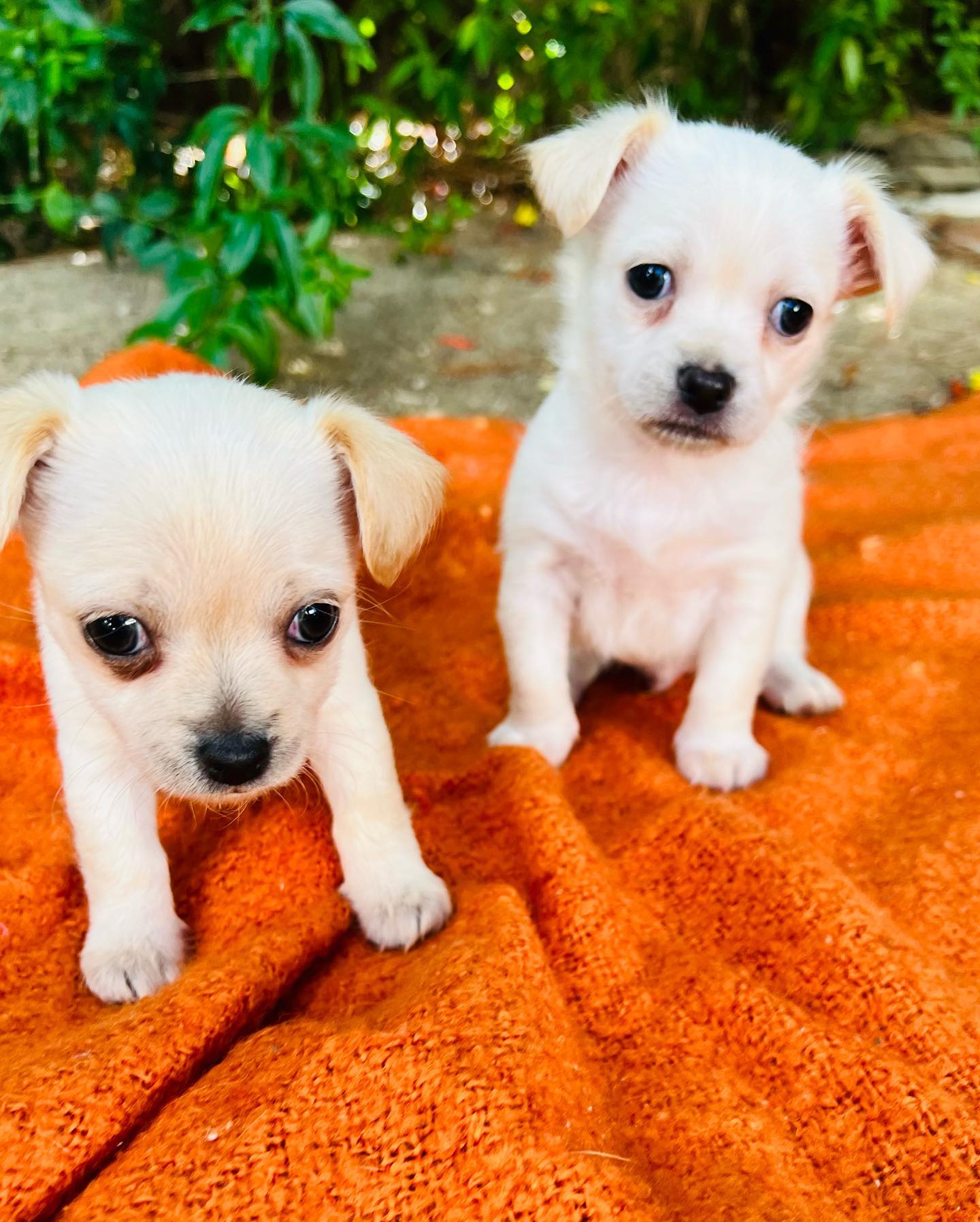 Adoption Process – Big Love Animal Rescue