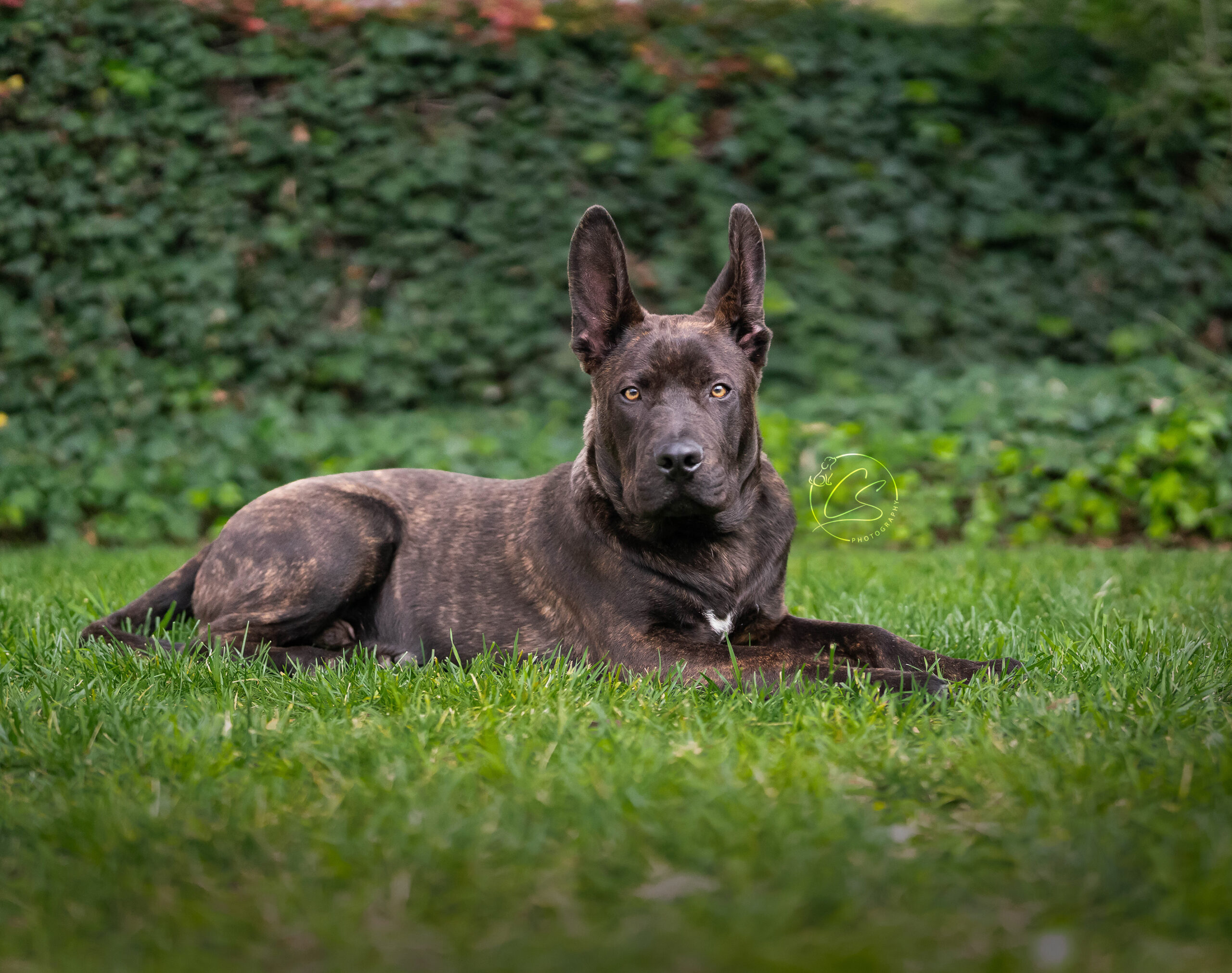 Stout – Big Love Animal Rescue