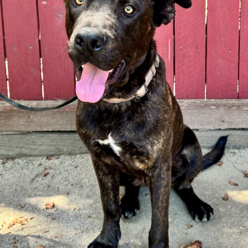 Stout – Big Love Animal Rescue