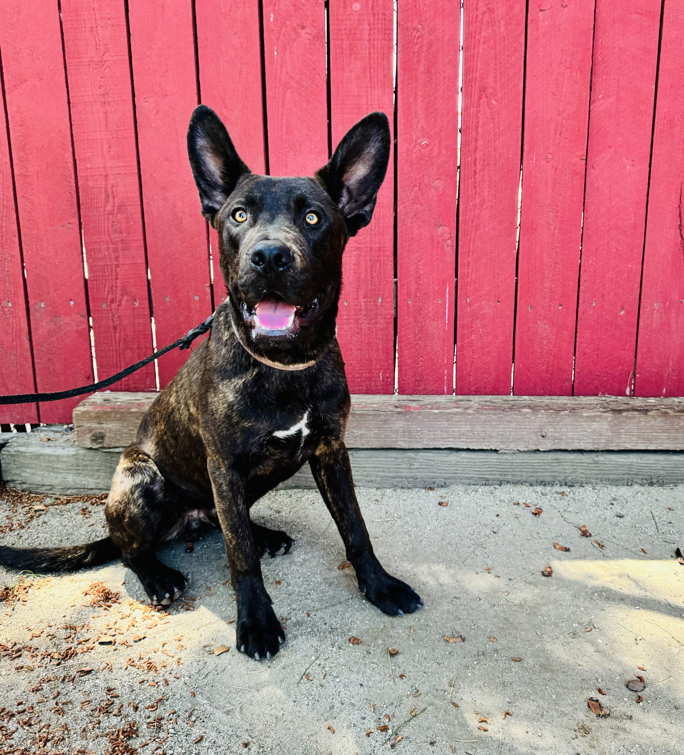 Stout – Big Love Animal Rescue